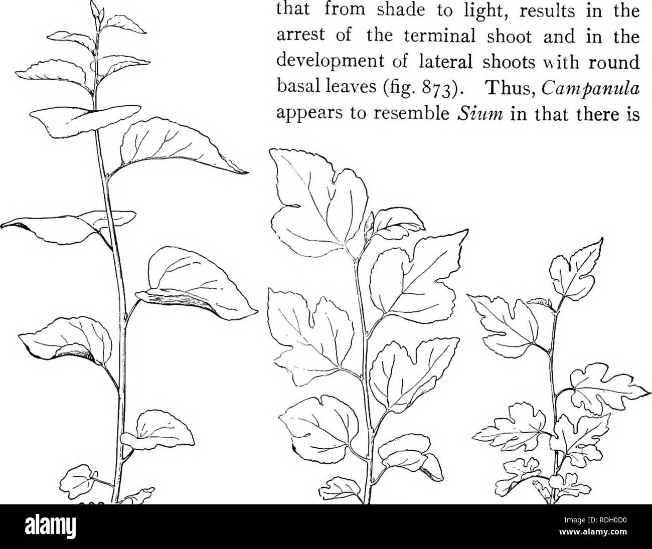 Basal Leaf Arrangement