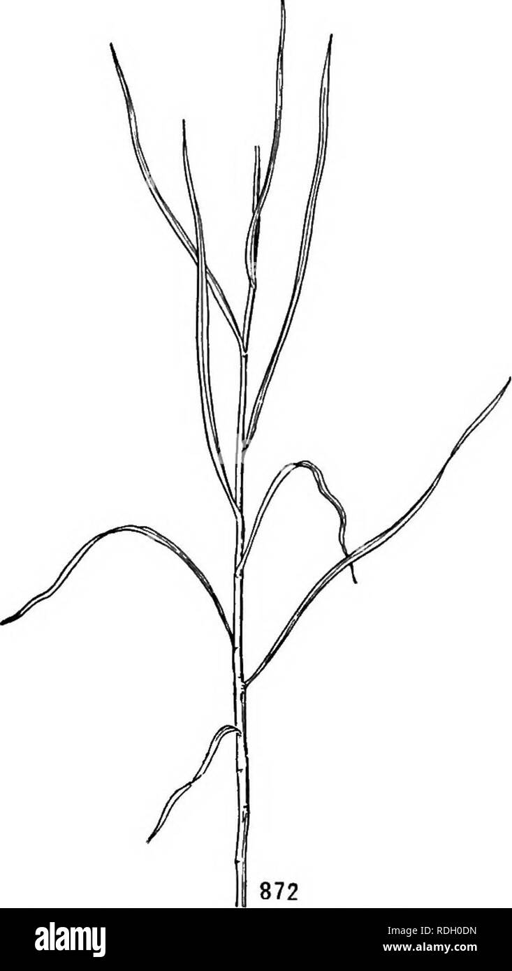 Mesophytes Examples PPT Temperate Deciduous (mesophytic) Forests