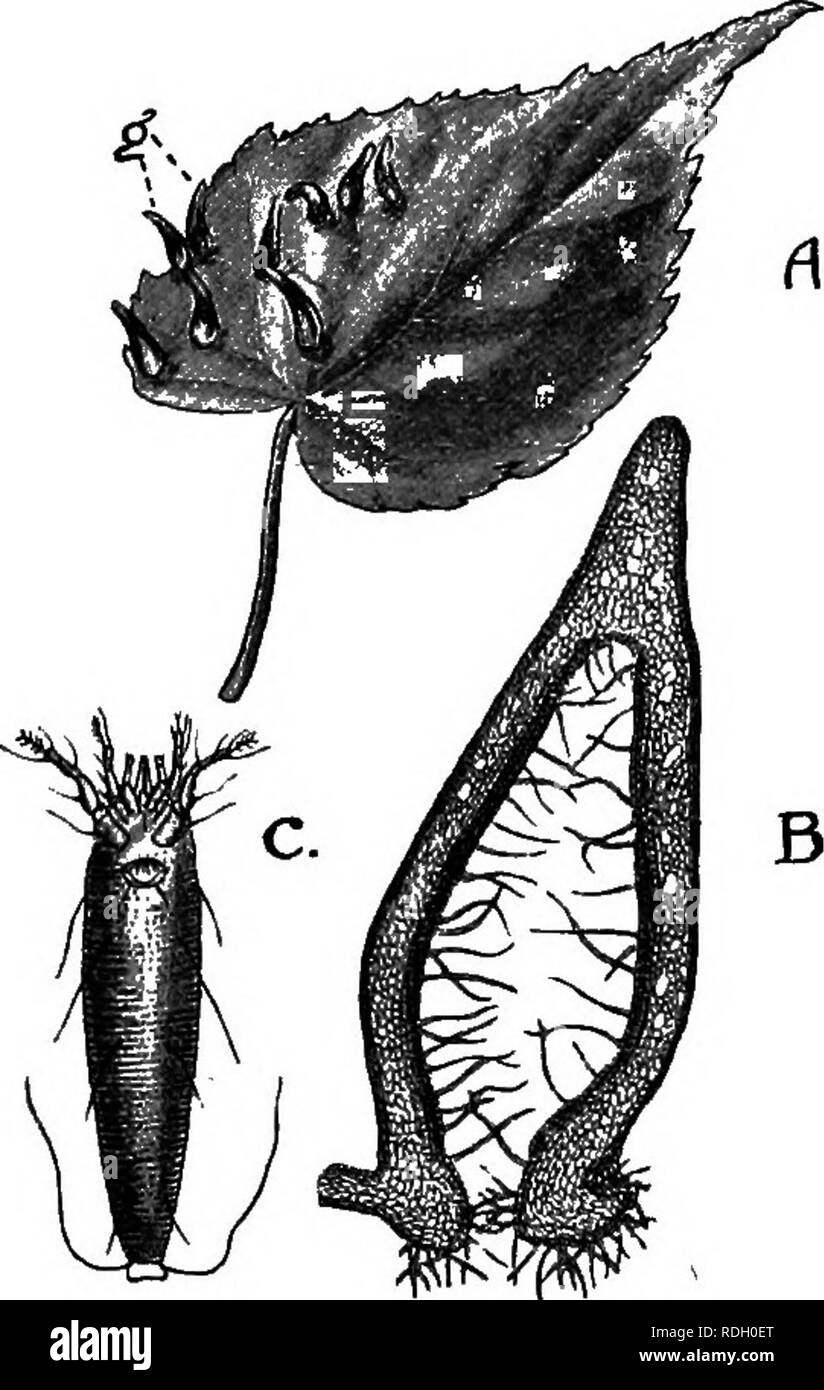 Common british spiders Black and White Stock Photos & Images - Alamy