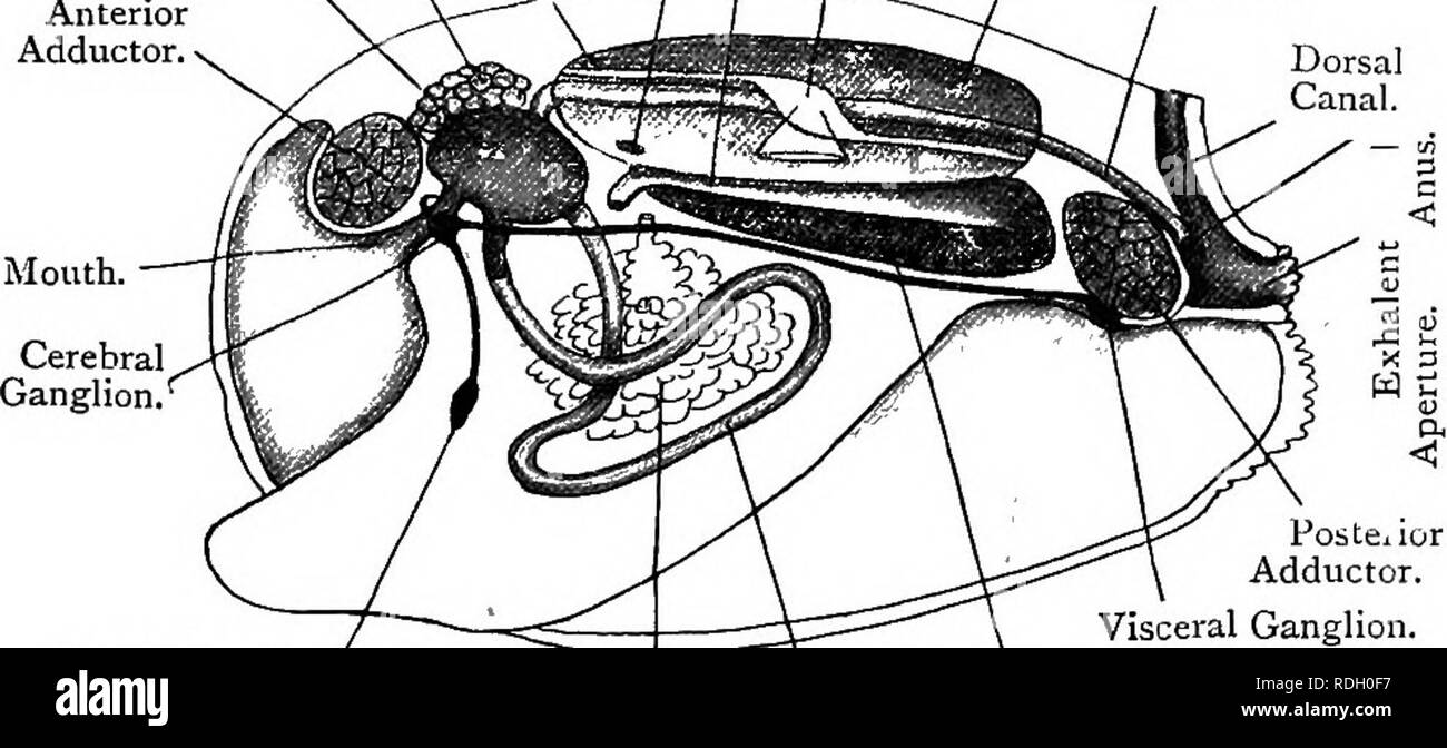 Gill Filaments High Resolution Stock Photography and Images - Alamy