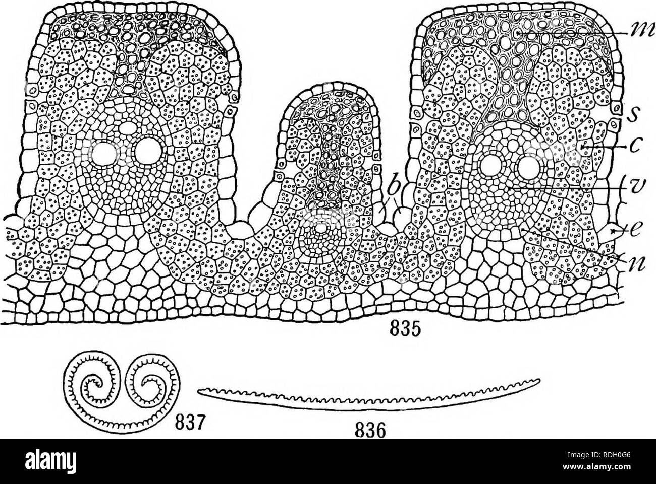 Involute surface Black and White Stock Photos & Images - Alamy