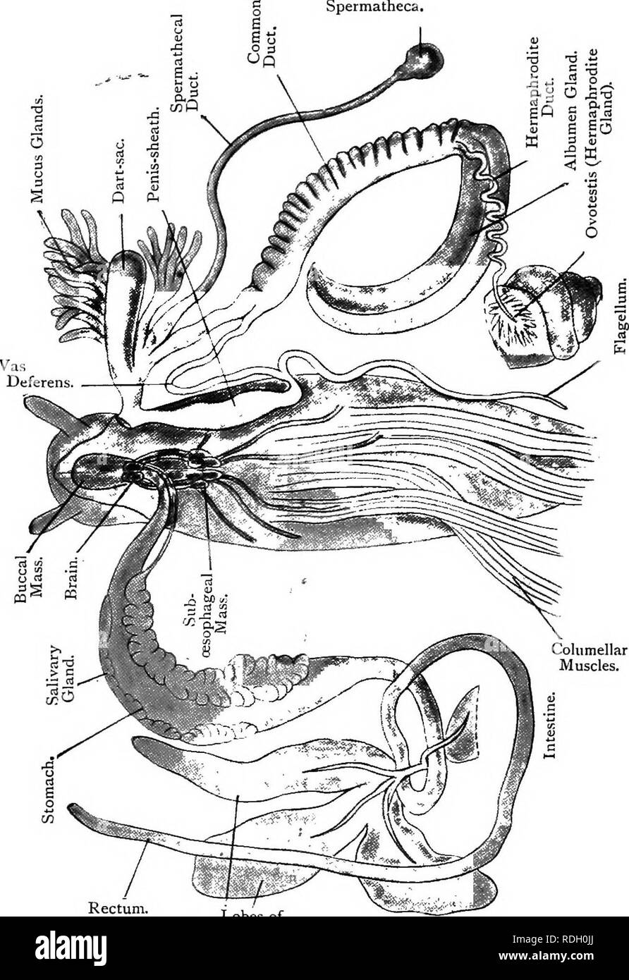 . Elementary text-book of zoology. 266 MOLLUSC A. Fig. 187.—Second ...