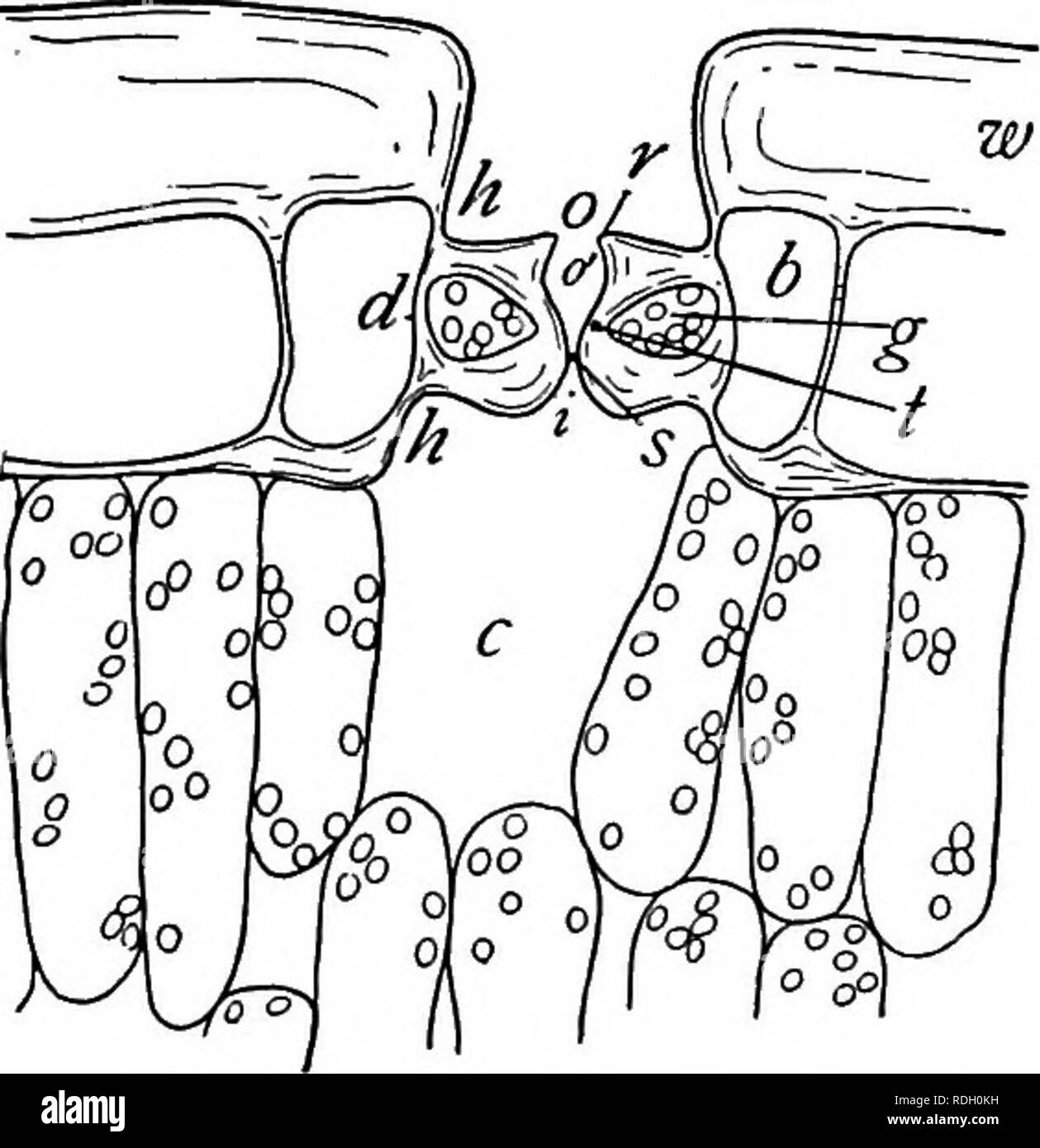 Leaf cross section stoma Black and White Stock Photos & Images - Alamy