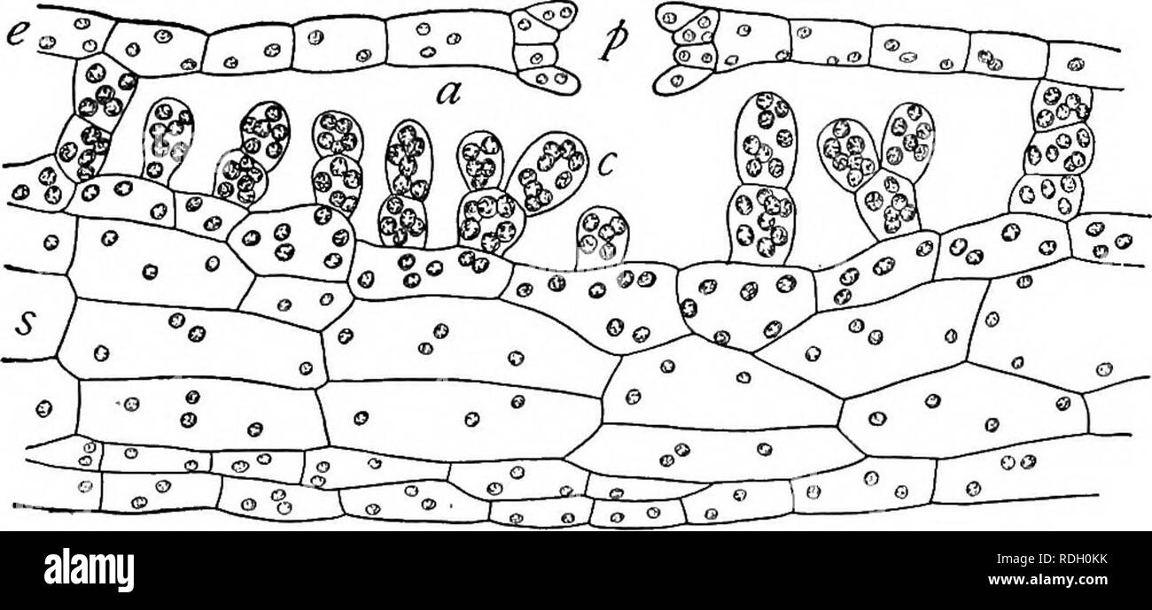 Stomata and guard cells Black and White Stock Photos & Images - Alamy