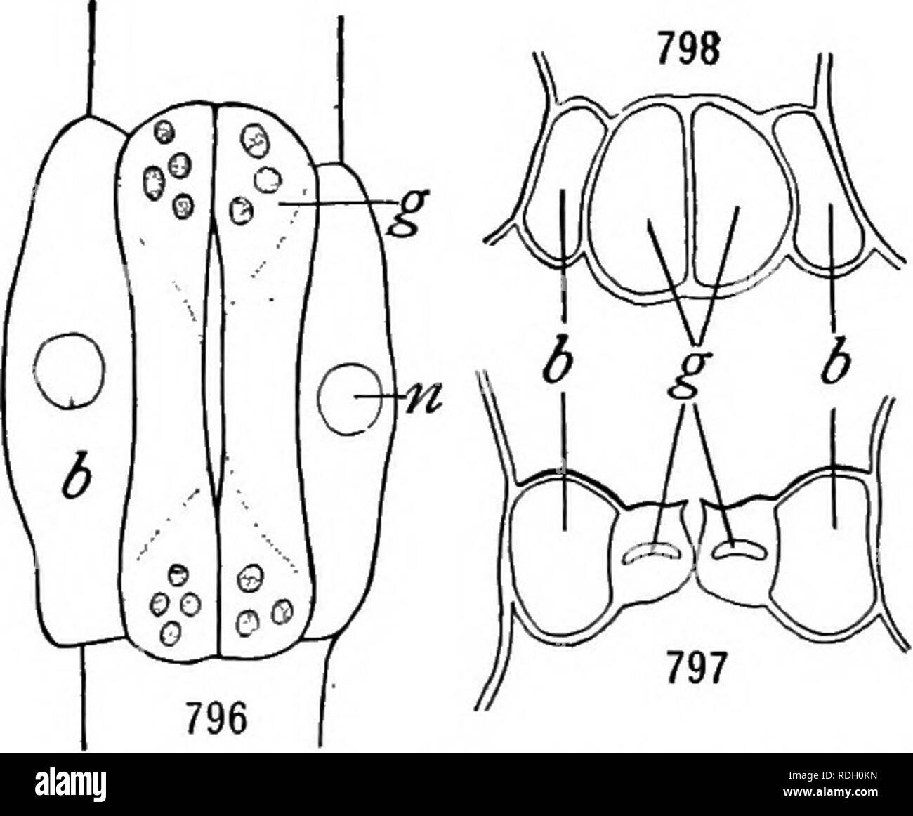 . A textbook of botany for colleges and universities ... Botany. SS6 ...