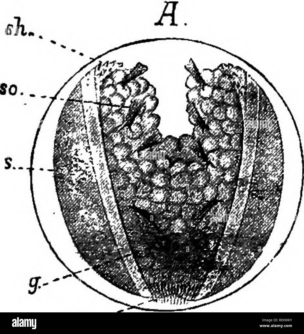 Brood pouches Black and White Stock Photos & Images - Alamy