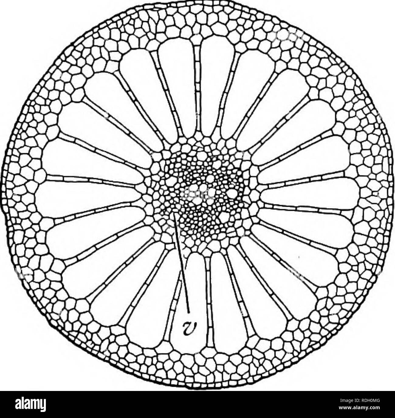 . A textbook of botany for colleges and universities ... Botany. Fig ...