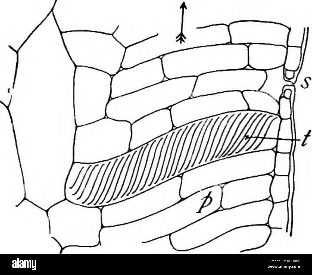 Tracheid hi-res stock photography and images - Alamy