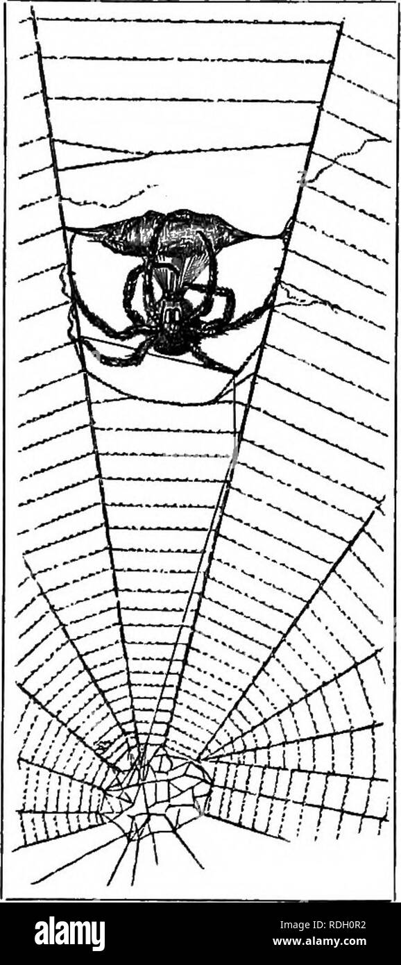 Incomplete spider web hi-res stock photography and images - Alamy