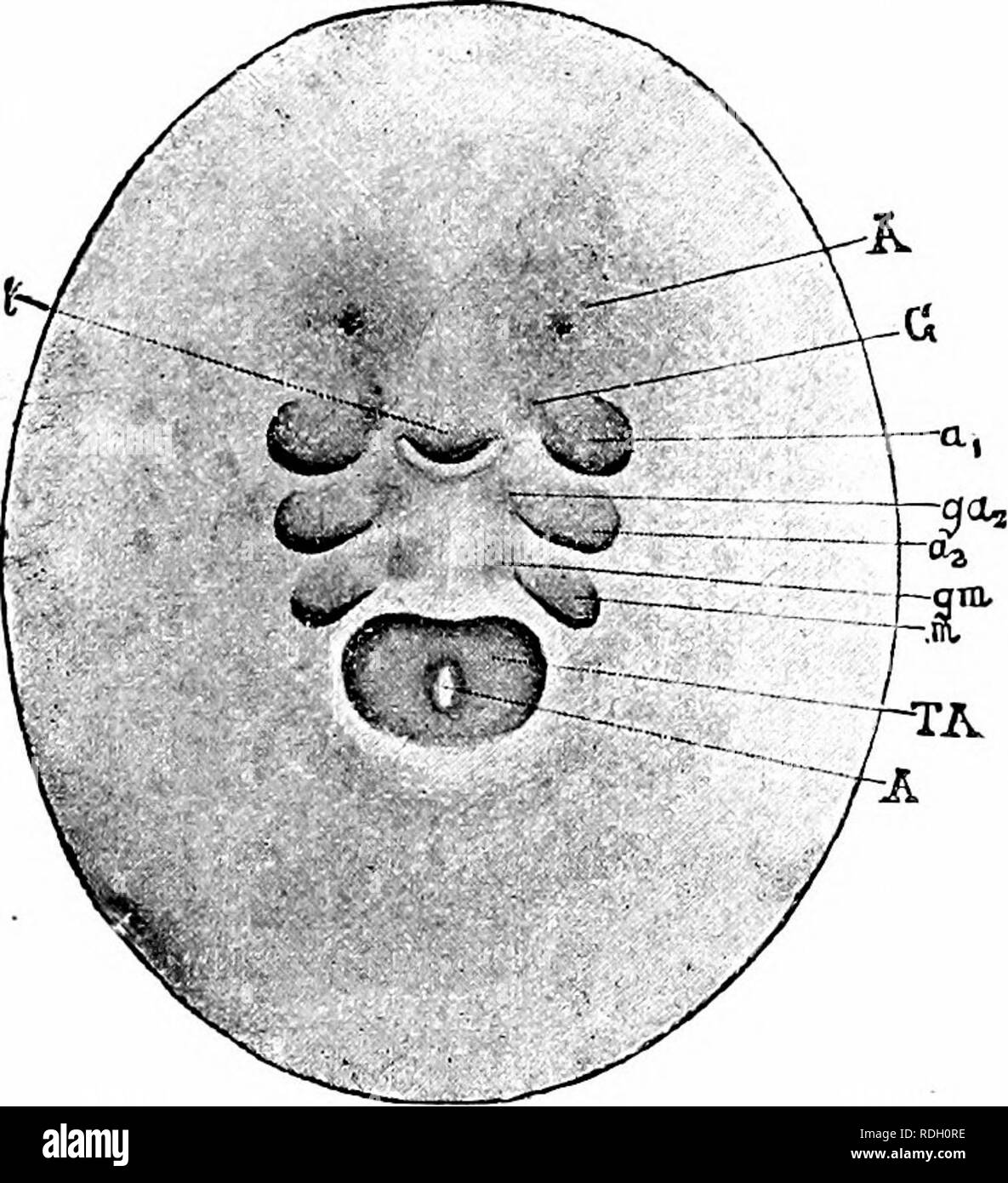 . An elementary course of practical zoology. Zoology. VI CLASSIFICATION ...