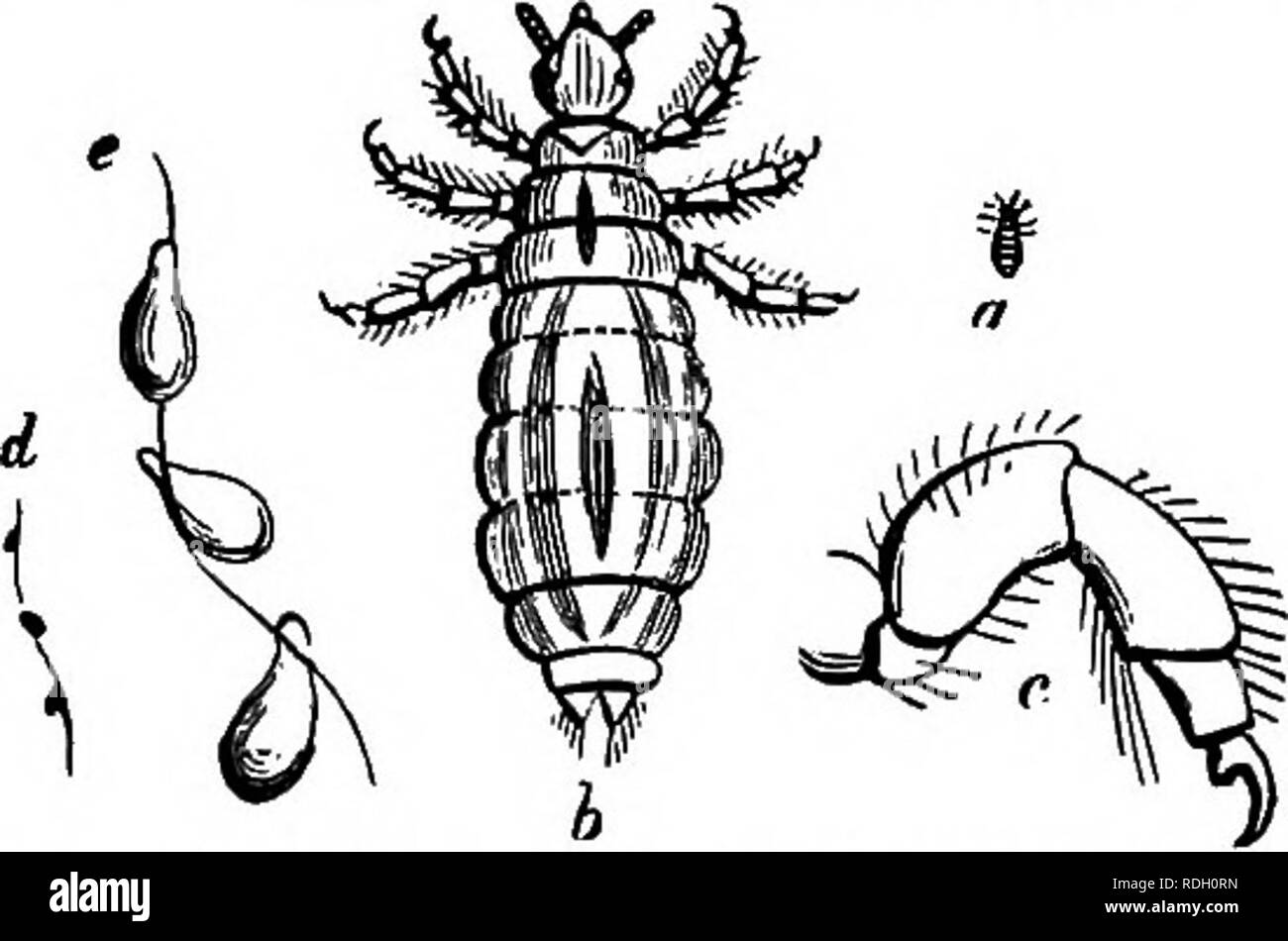 Long leg insects Black and White Stock Photos & Images - Alamy