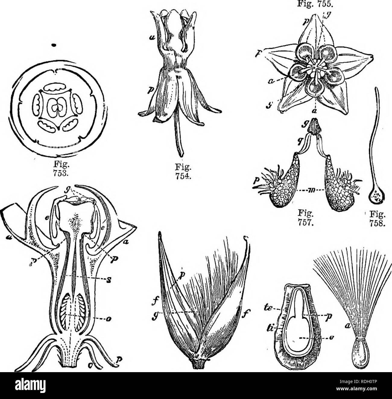 . A Manual of botany : being an introduction to the study of the ...