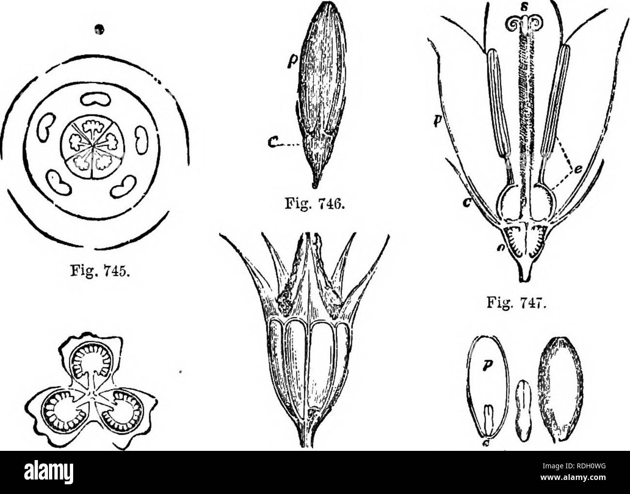 Monopet hi-res stock photography and images - Alamy