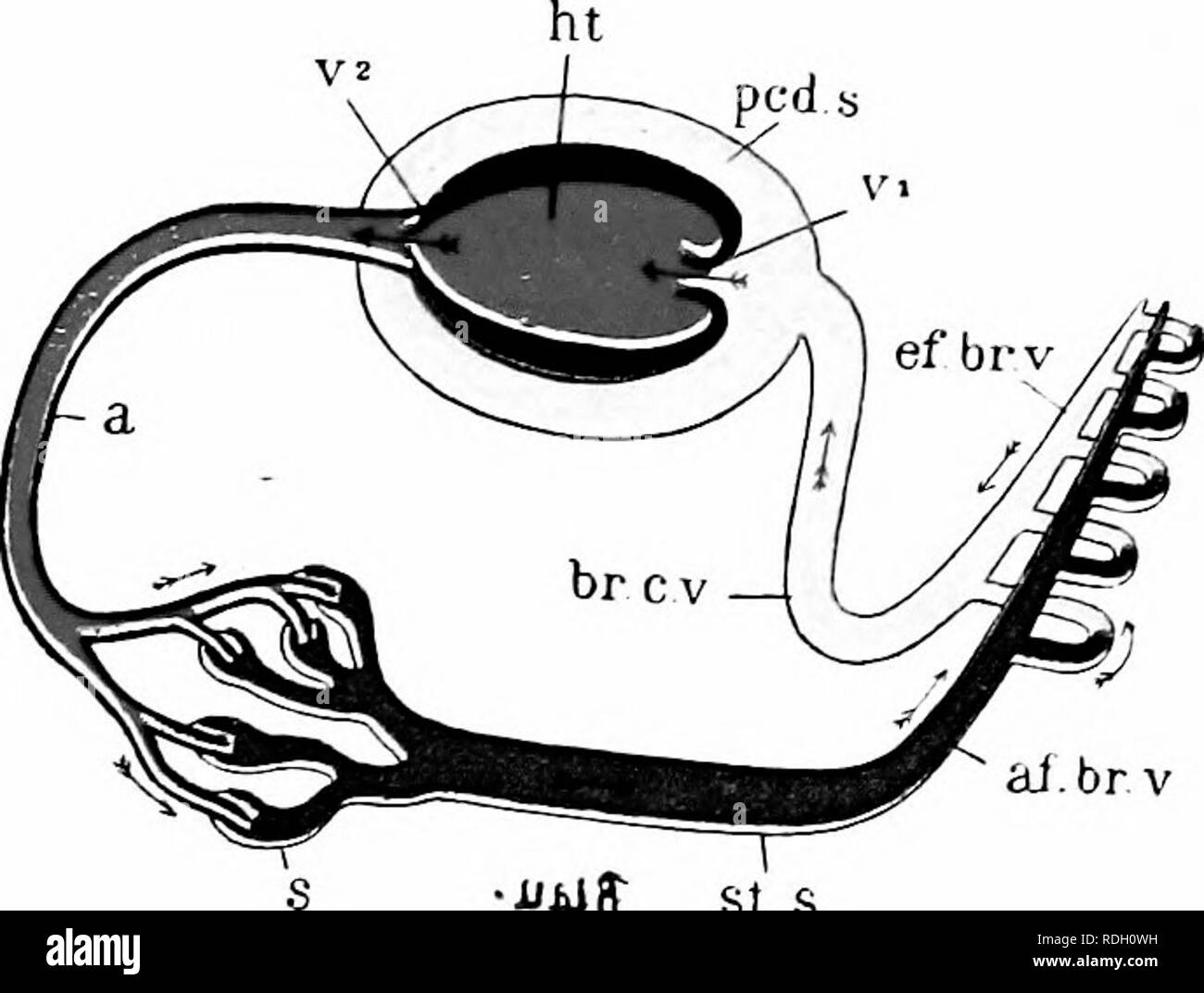 Crayfish Heart Diagram