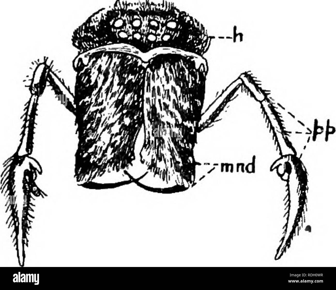 House spider tegenaria domestica single Black and White Stock Photos ...