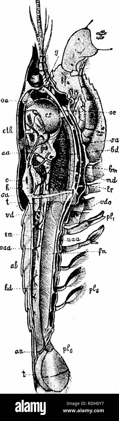 Articulated crayfish hi-res stock photography and images - Alamy