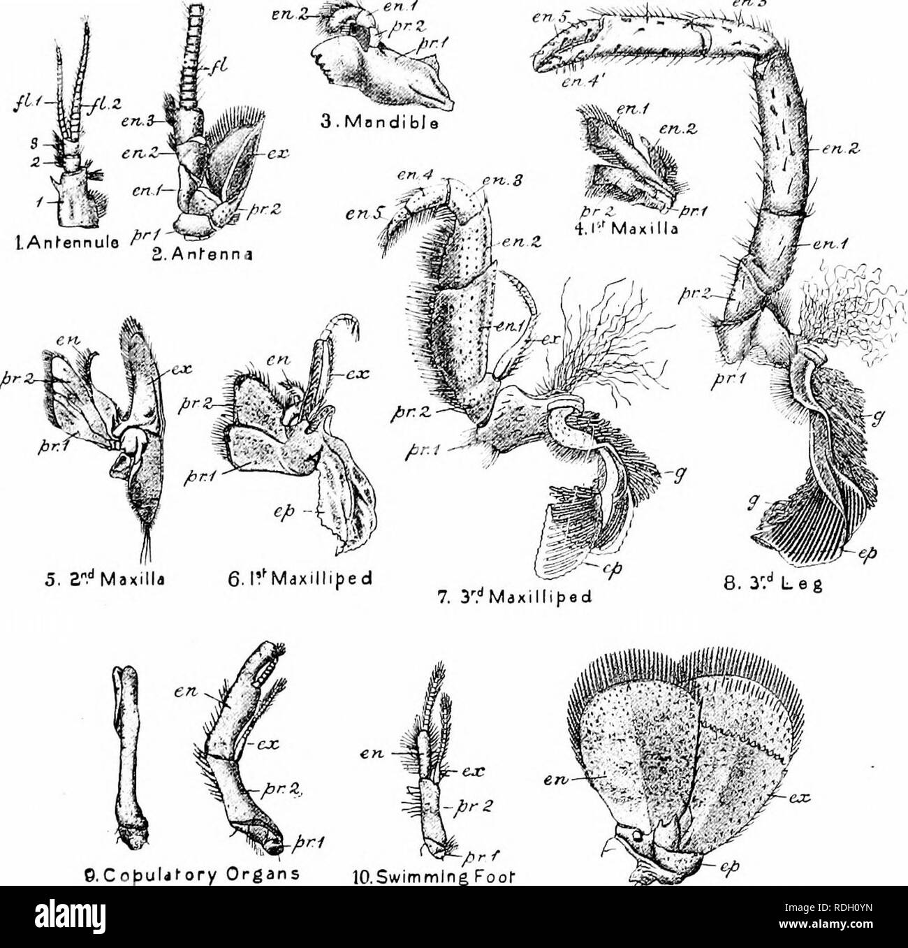 . An elementary course of practical zoology. Zoology. O.CopuUrory ...