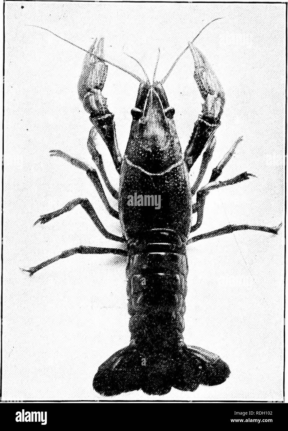 Crayfish Maxilla