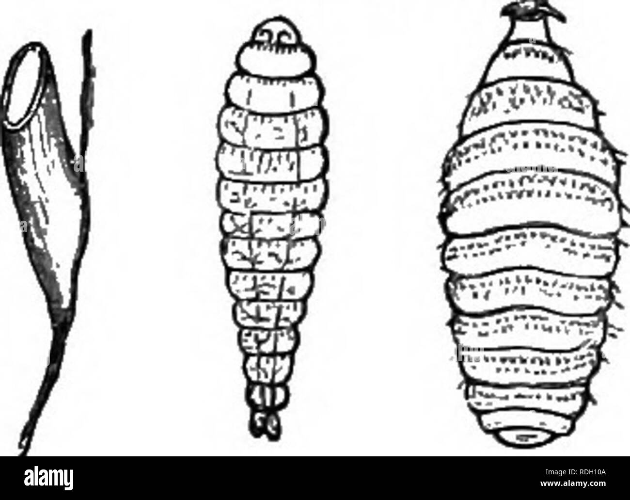 Pupa Underground High Resolution Stock Photography and Images - Alamy
