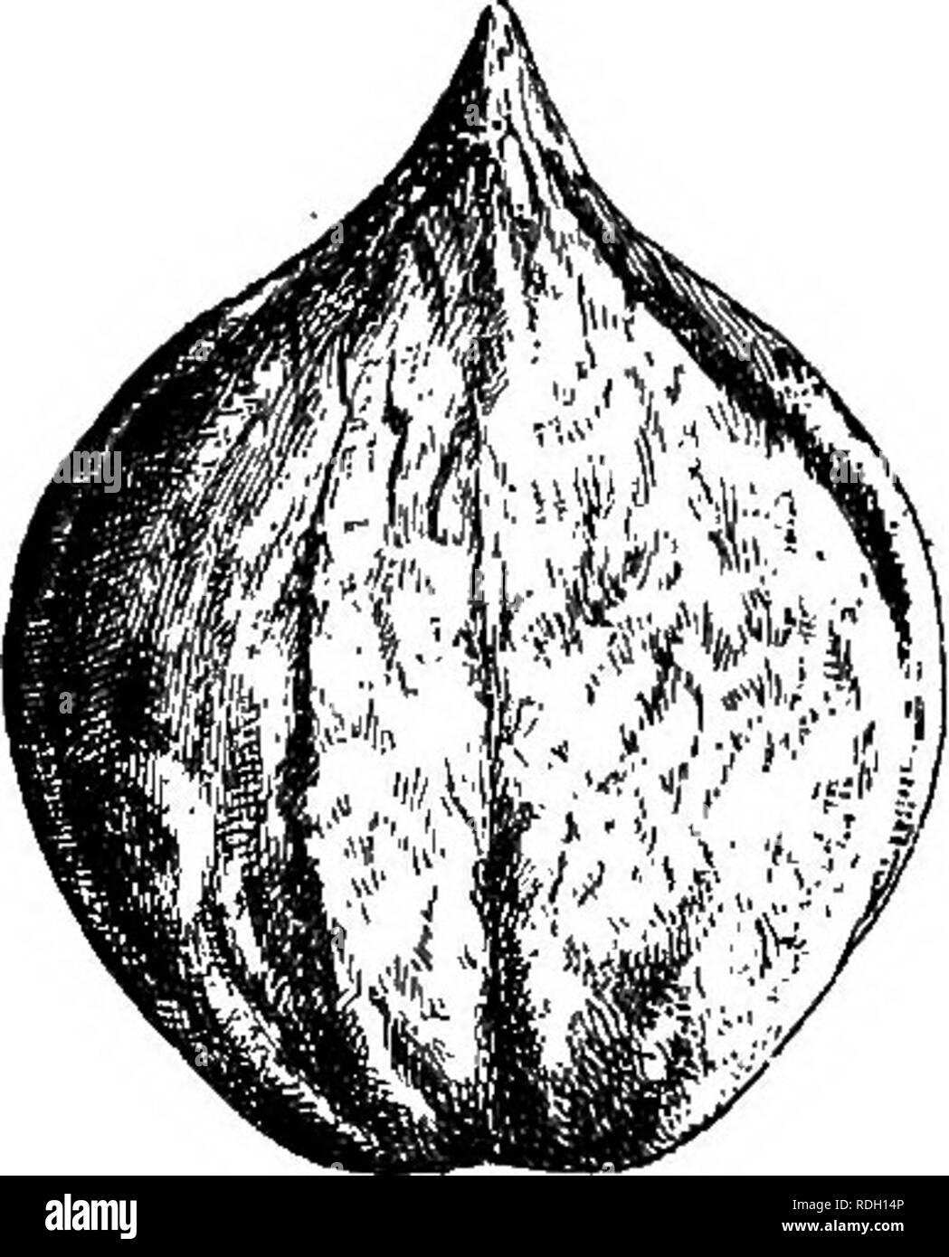 Strong nut Black and White Stock Photos & Images - Alamy