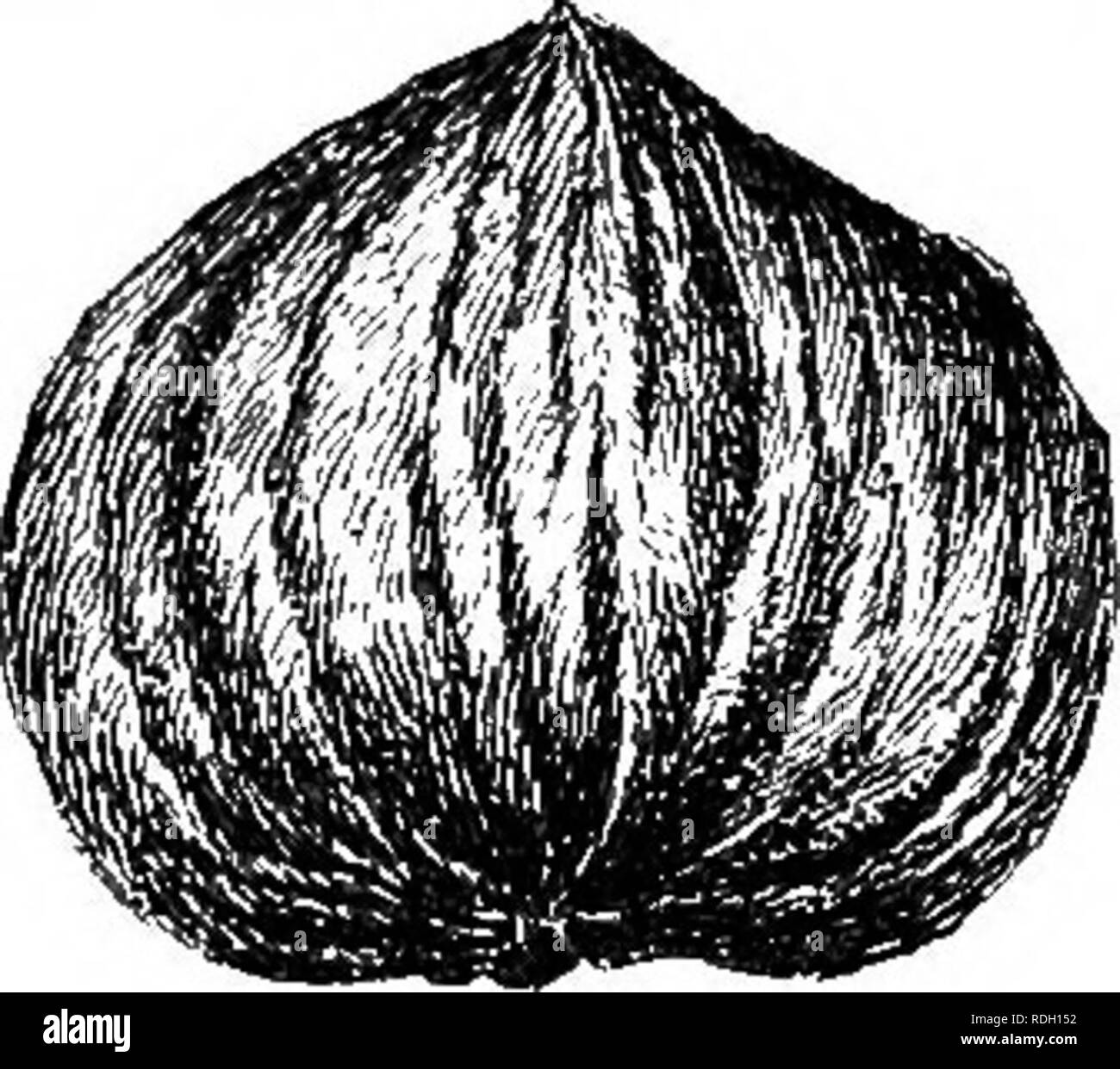 Nut orchards nuts Black and White Stock Photos & Images - Alamy