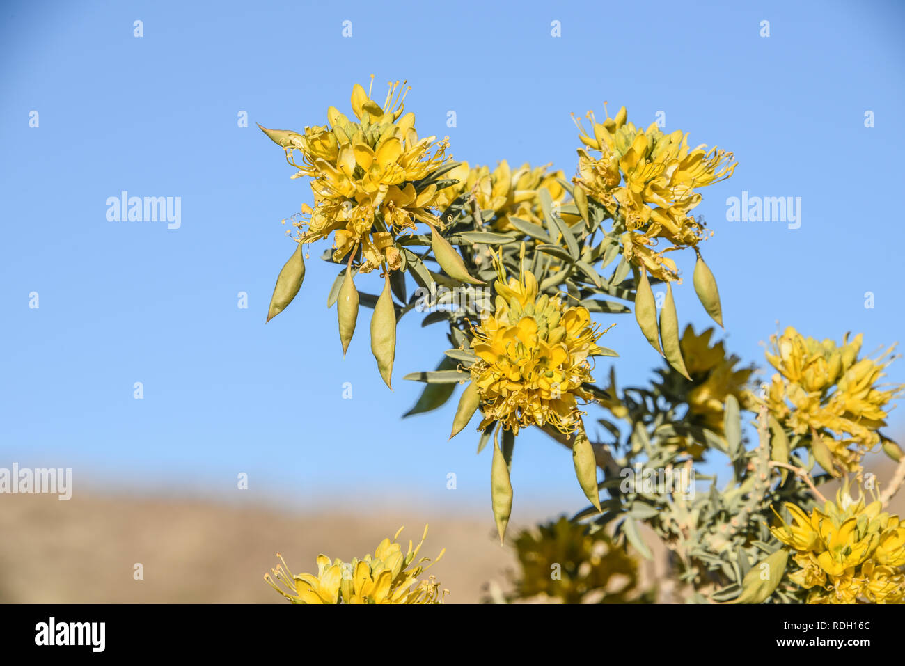 Bladderpod shrubs with yellow blooms and seed pods in Joshua Tree ...