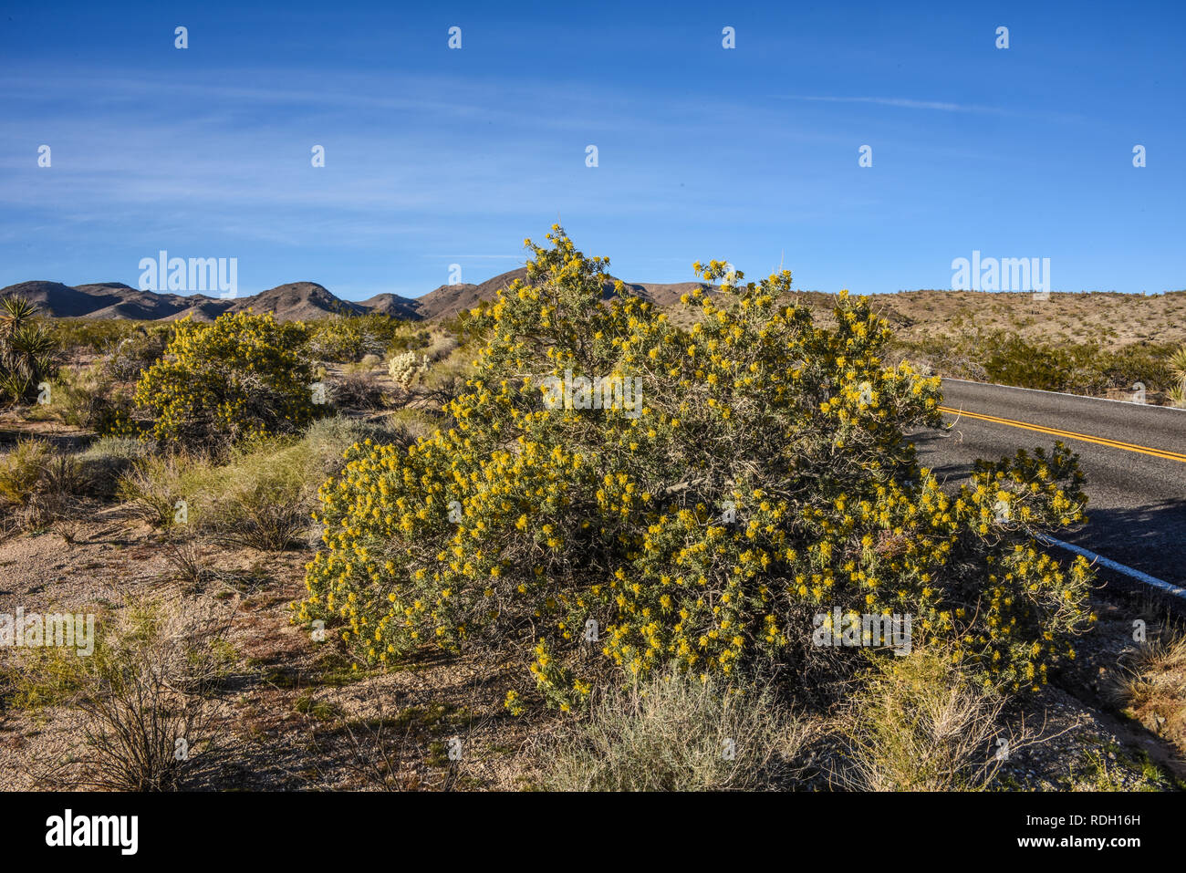 Desert flower seed pods hi-res stock photography and images - Alamy