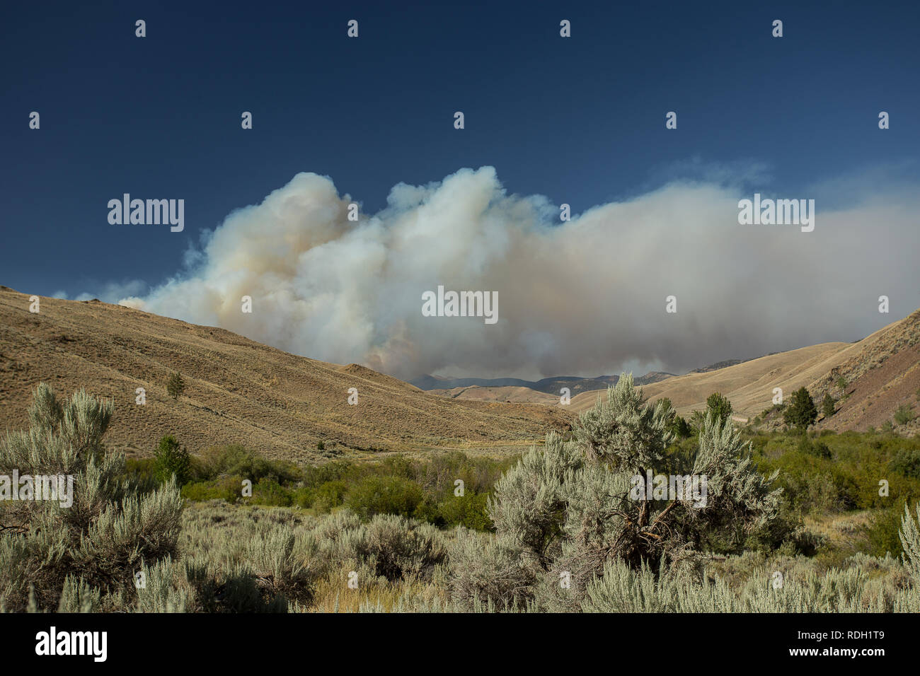Forest fire plume smoke hi-res stock photography and images - Alamy