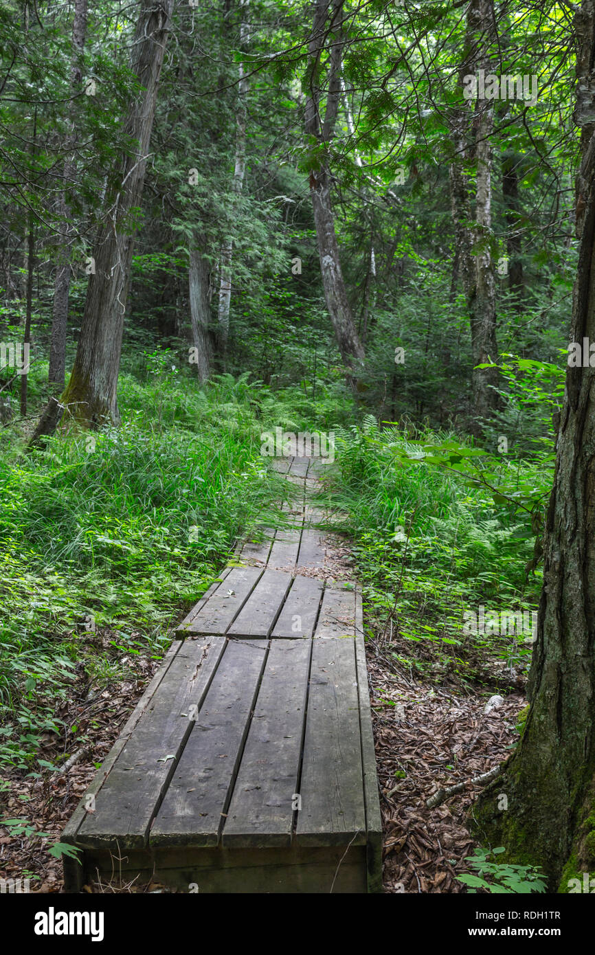 Wooden footpath through the forest Stock Photo - Alamy