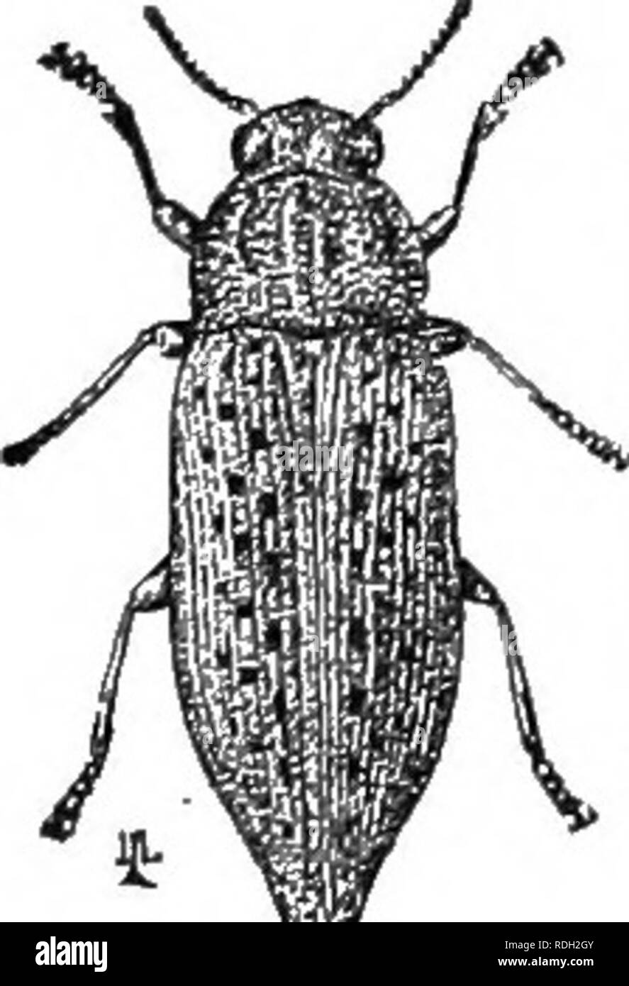 Elytra coleoptera Black and White Stock Photos & Images - Alamy