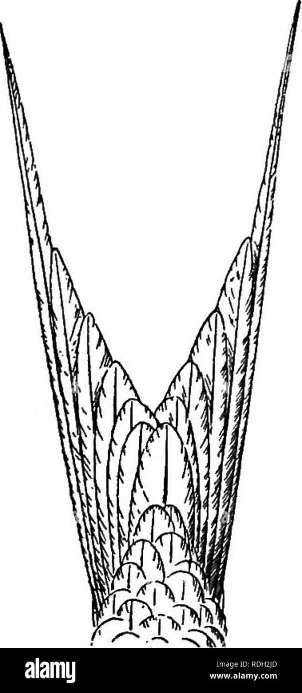 . The birds of South Africa. Birds. STEENIDJ3 STERNA Genus II. STERNA ...