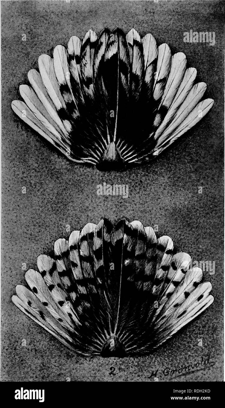 Major cowell hi-res stock photography and images - Alamy