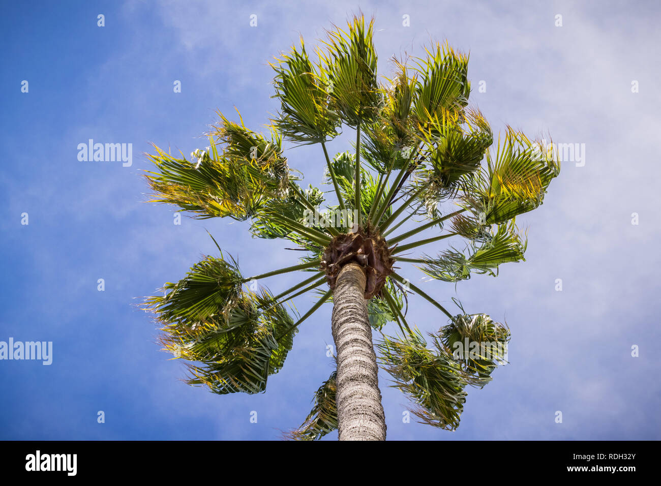 Real fan palm tree hi-res stock photography and images - Alamy