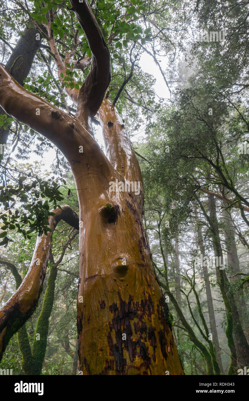 Wet Madrone trees (Arbutus menziesii) tree trunk on a rainy day, Castle ...