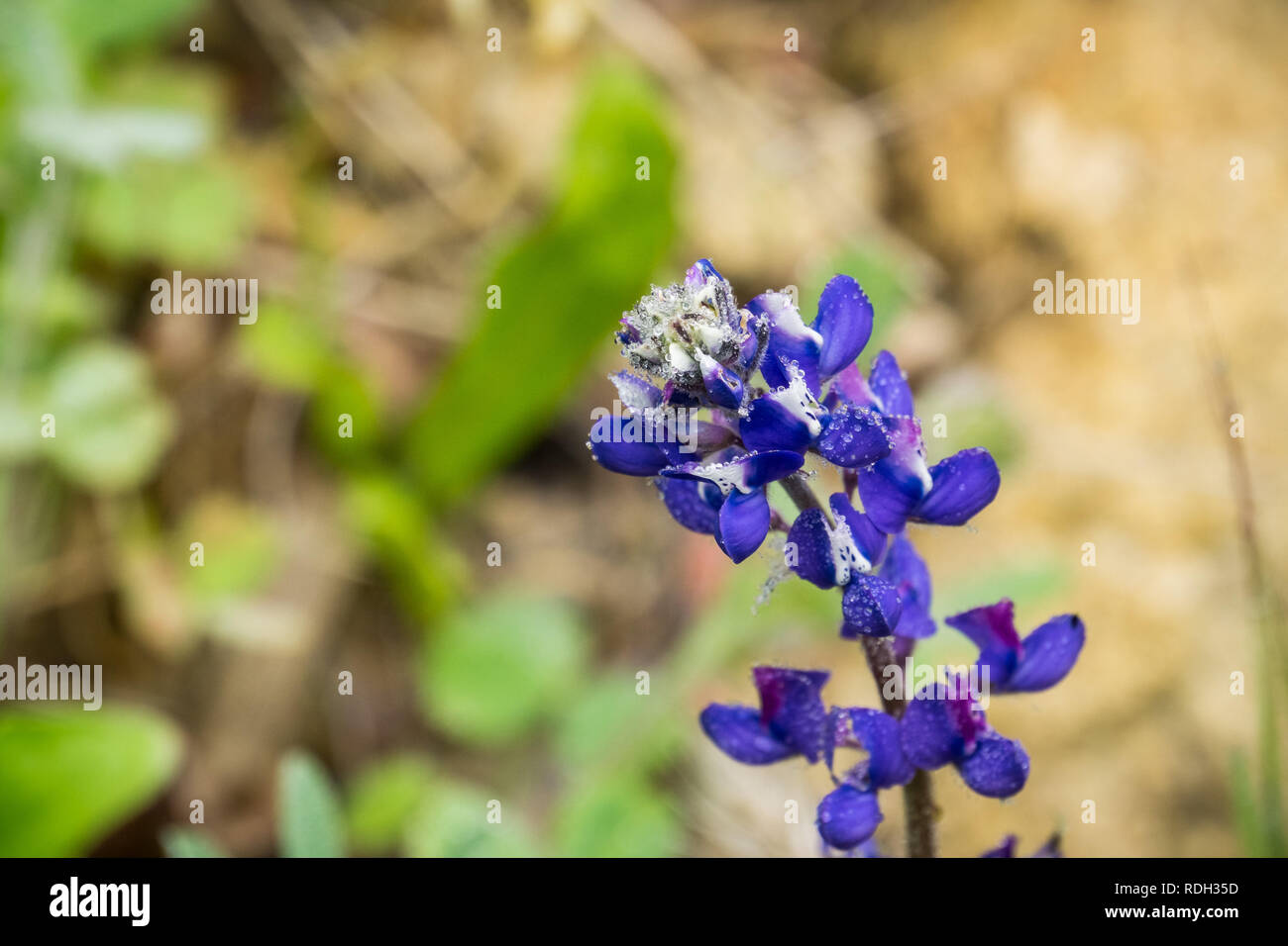 Lupine flowers covered in small raindrops, California Stock Photo - Alamy