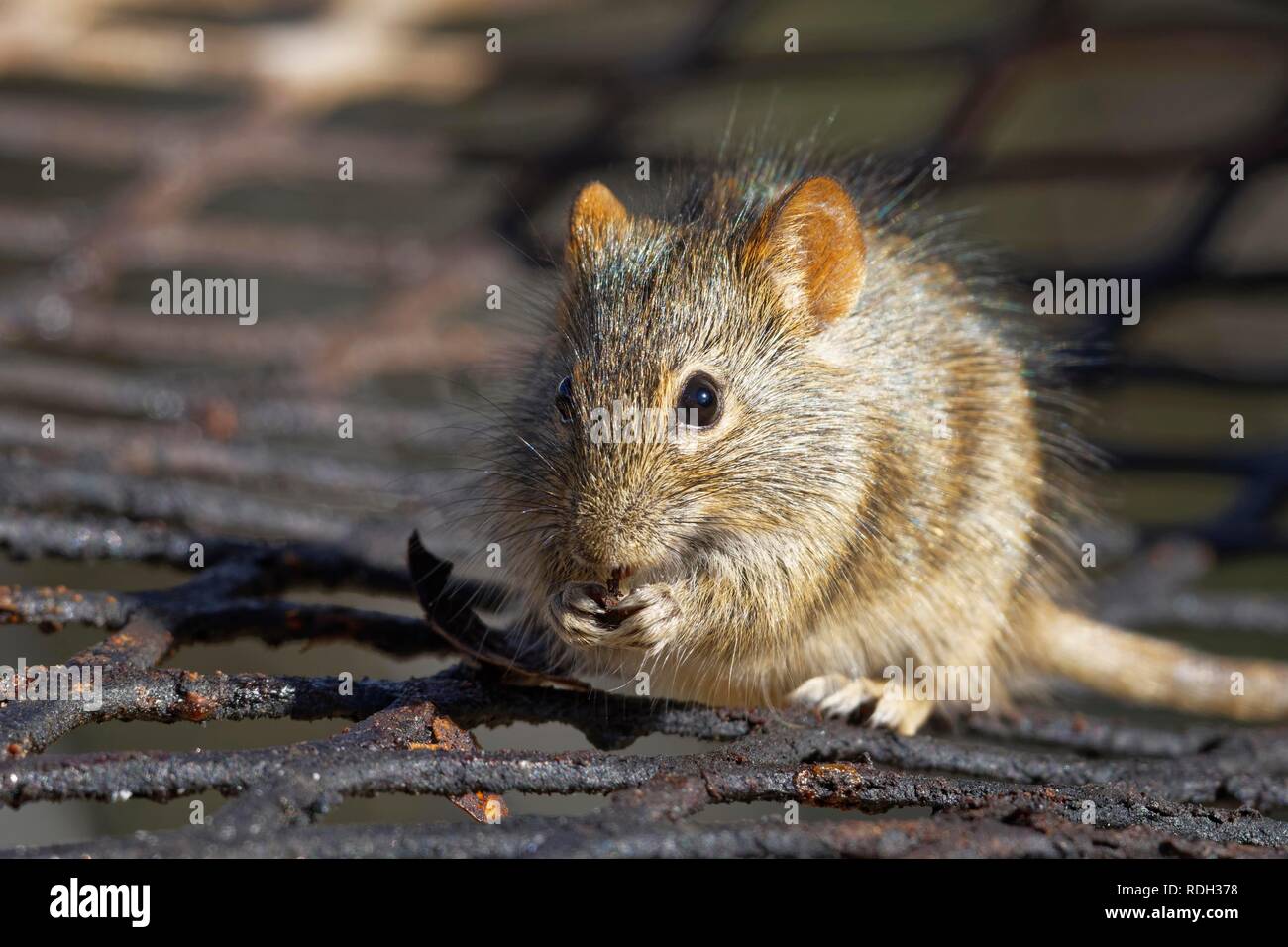 African striped mouse hi-res stock photography and images - Alamy