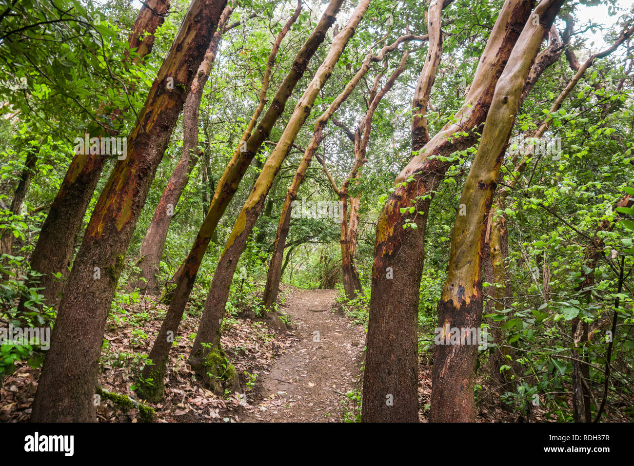 Madrone trees (Arbutus menziesii) forest on a rainy day, Castle Rock ...