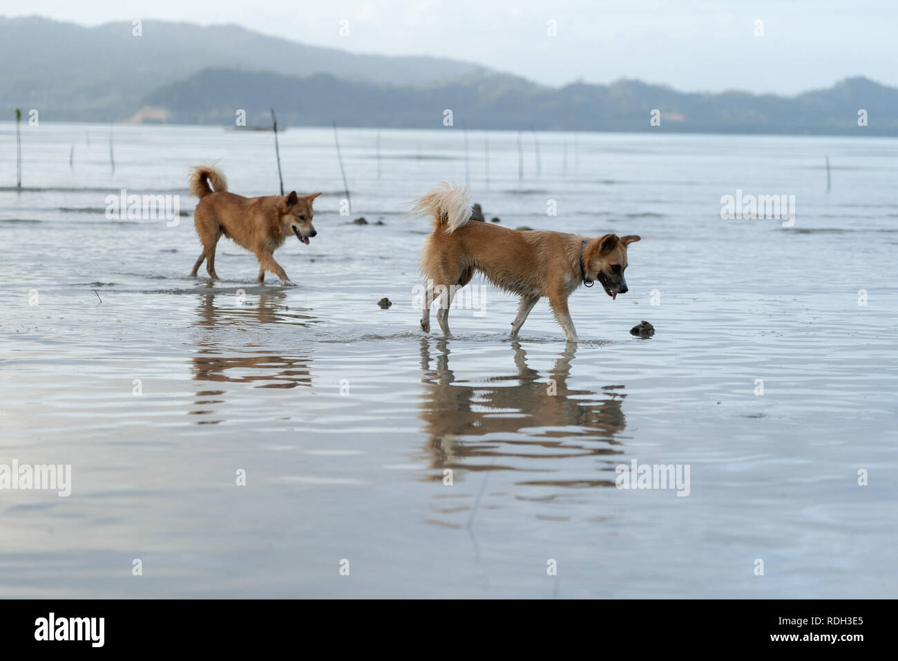 Two inquisitive dogs walking in shallow water ,Palawan,Philippines ...