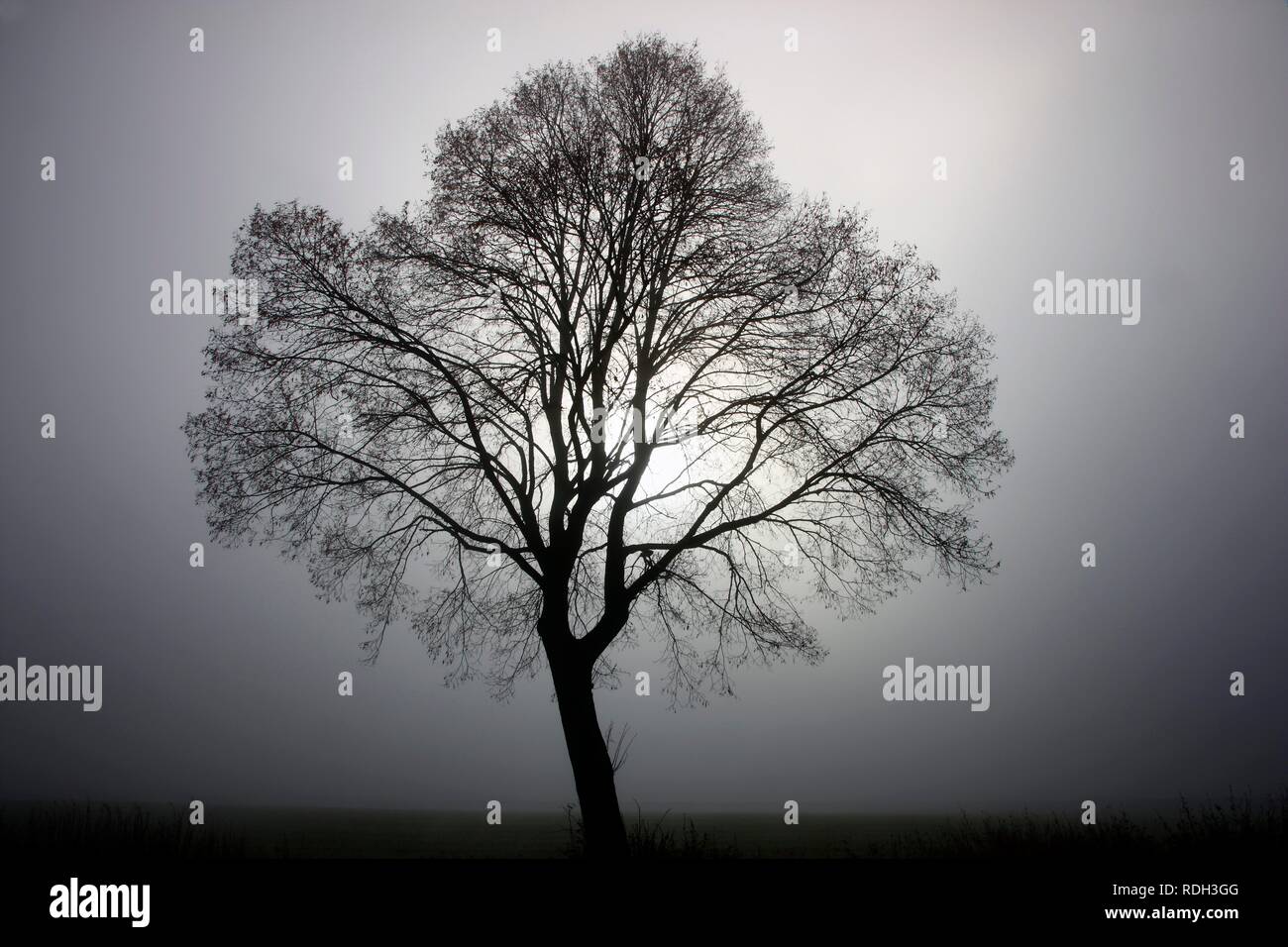 Tree in fog Stock Photo - Alamy