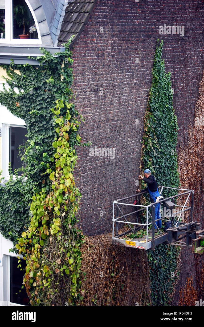 Worker removing ivy from a residential house, standing on a lifting ...