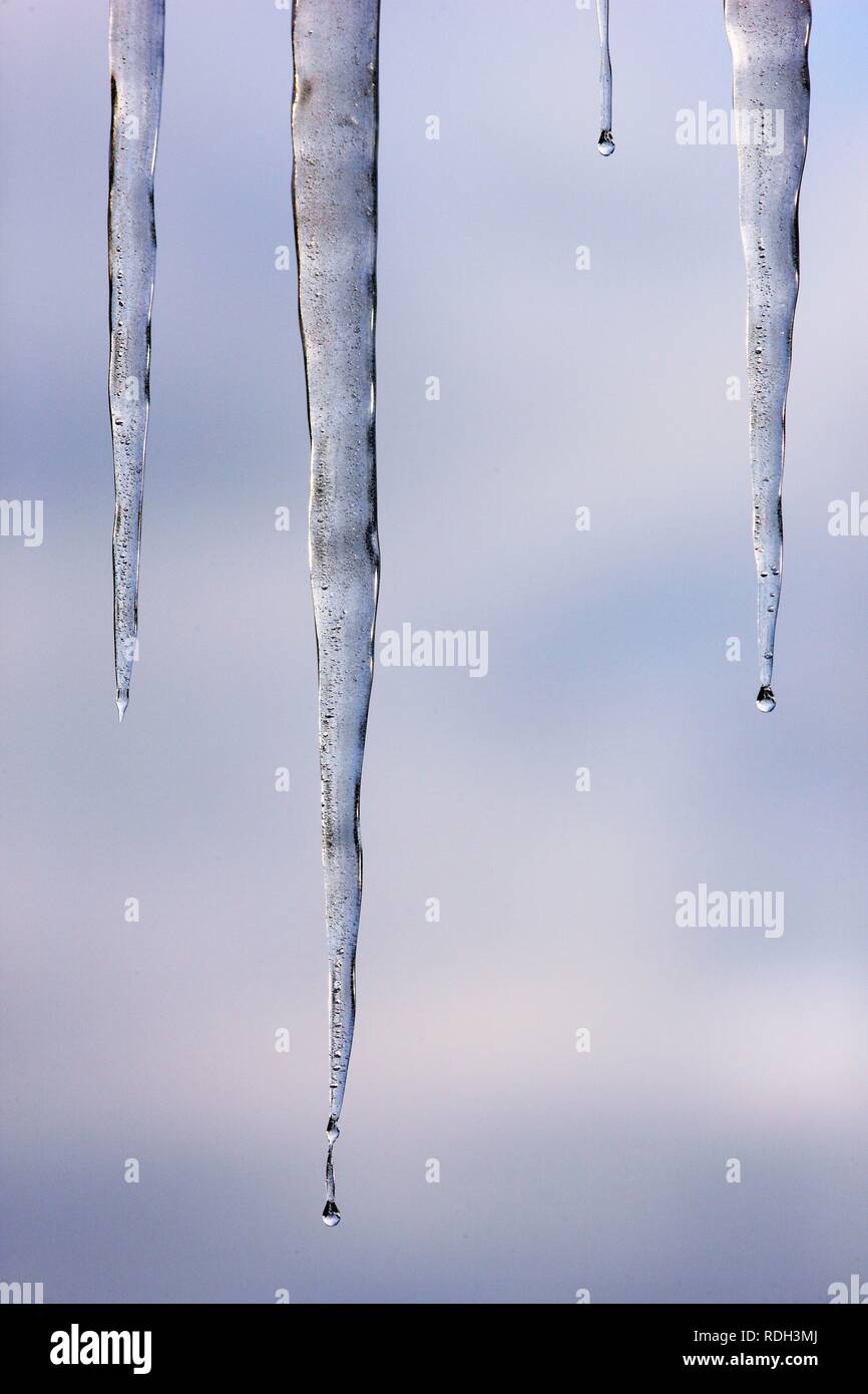 Closeup icicles melting dripping water hi-res stock photography and ...