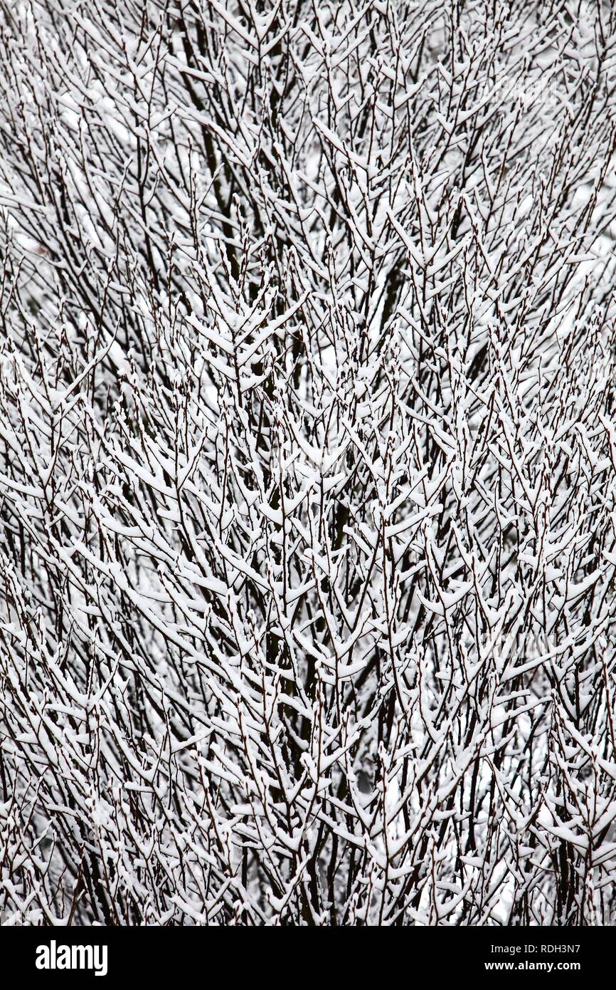 Snow-covered branches of a tree Stock Photo - Alamy