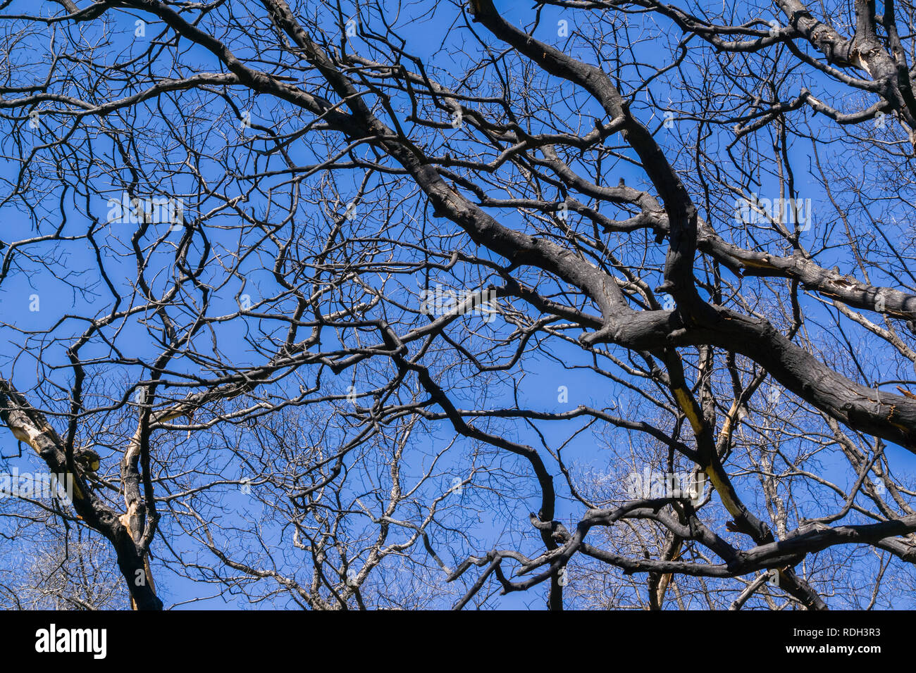 Burnt tree branches on a blue sky background, Stebbins Cold Canyon ...