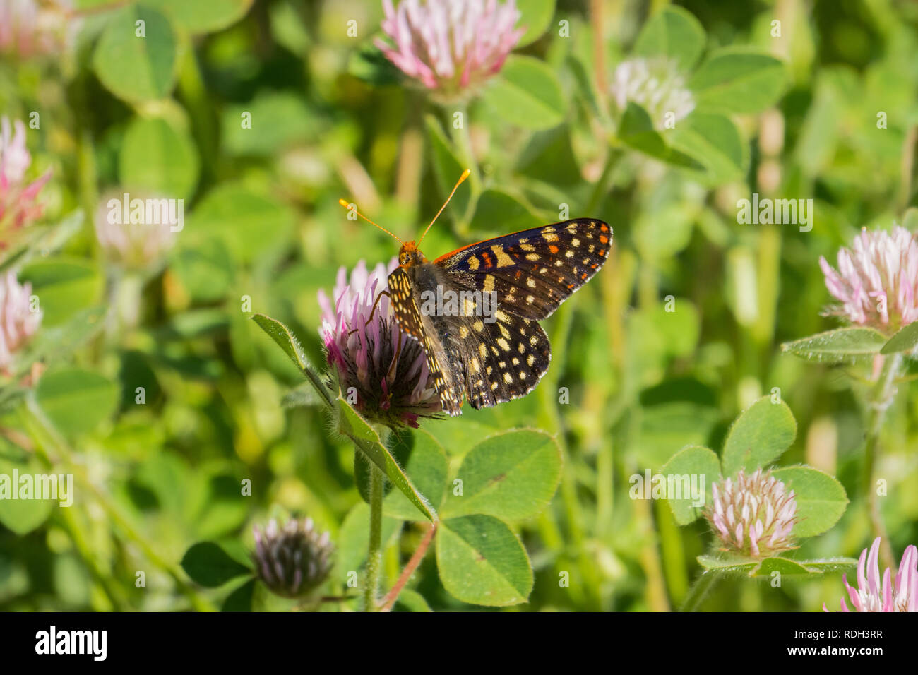 Butterfly drinking nectar pink clover hi-res stock photography and ...