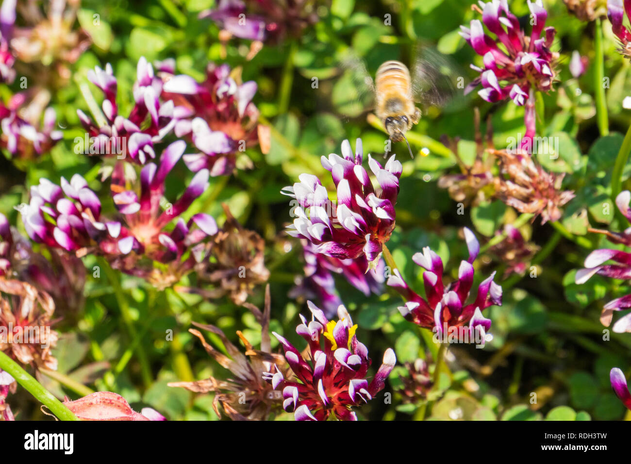 Wildflower Native To Western North America High Resolution Stock ...