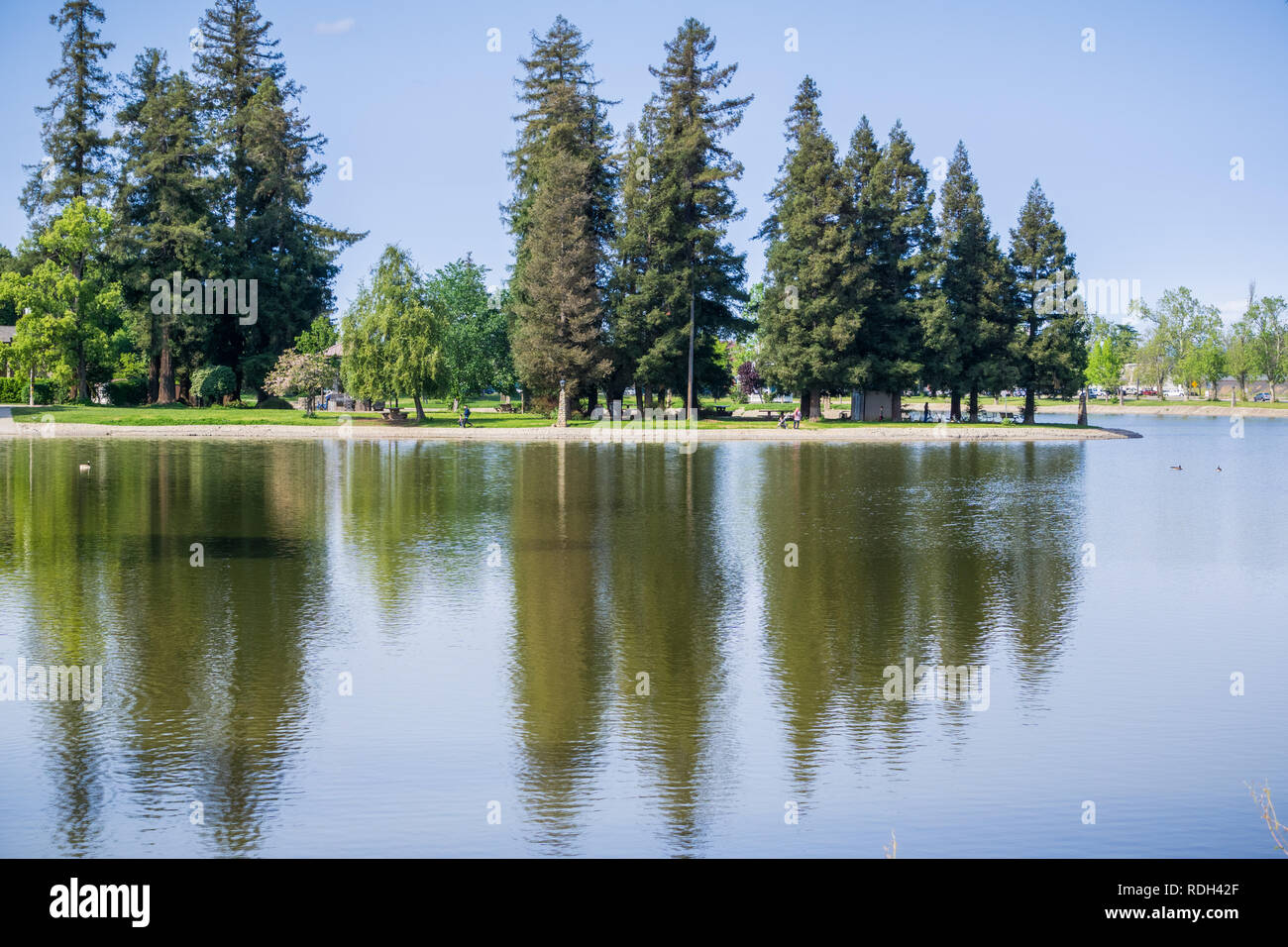 Large redwood trees reflected in the calm water of Lake Ellis ...