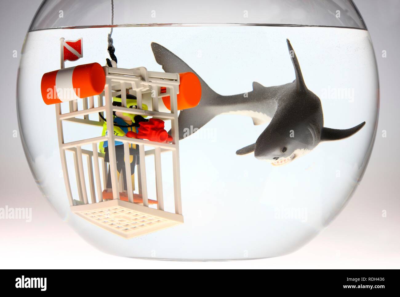 Scuba diver swimming in a fish bowl hi-res stock photography and images ...