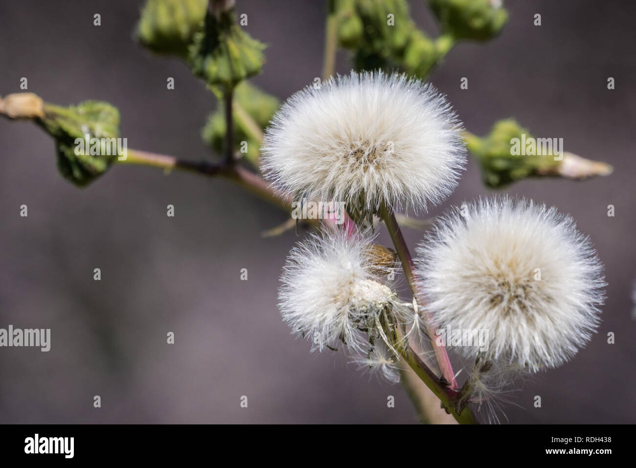 Ball stamen hi-res stock photography and images - Alamy