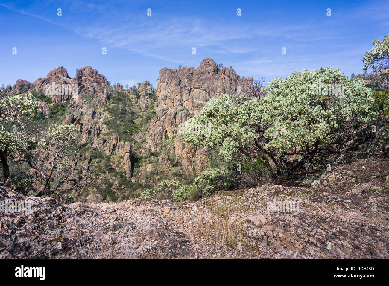 Manzanita tree, Pinnacles National Park, California Stock Photo - Alamy