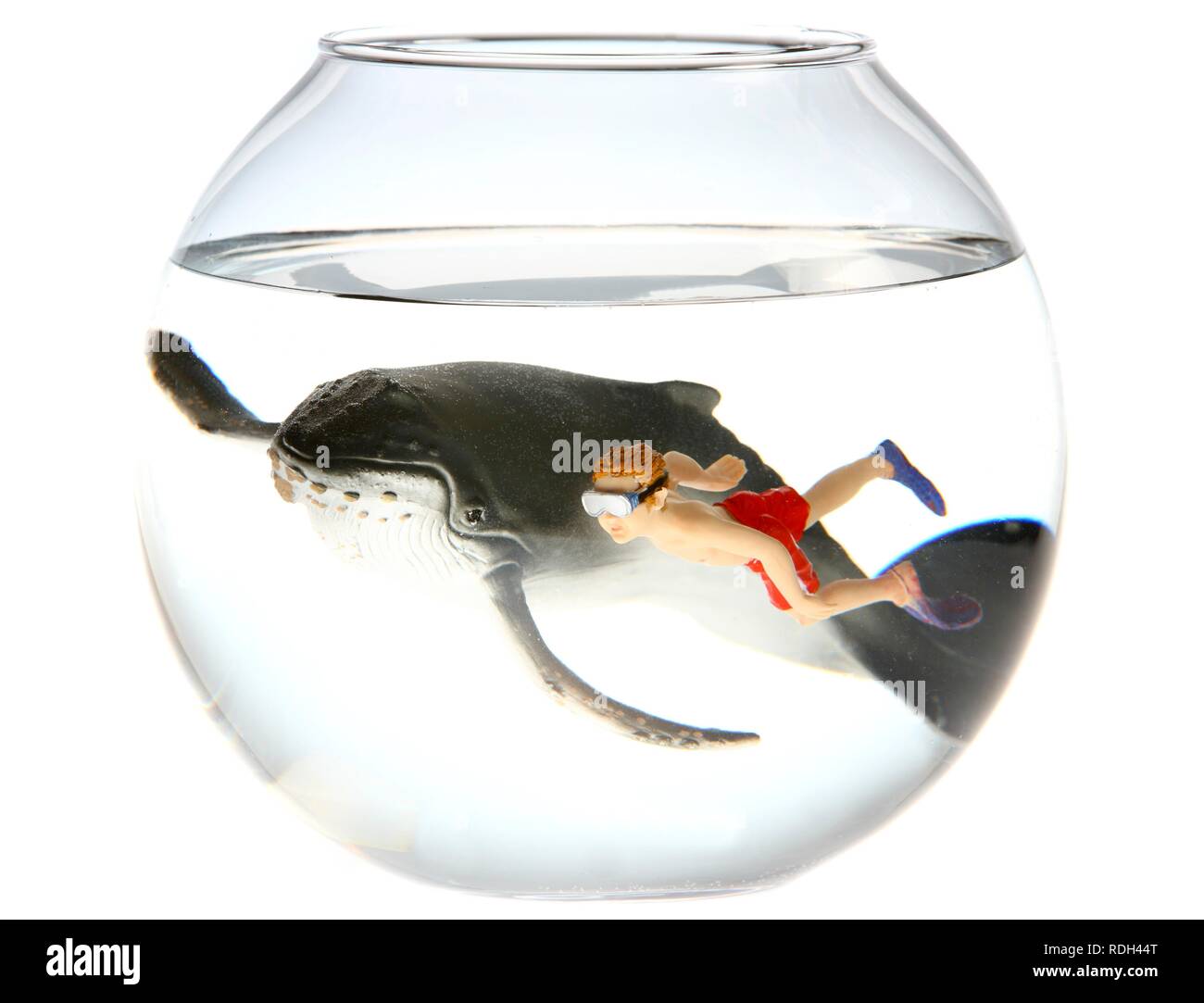 Wind-up toy figure of a boy swimming with a humpback whale in a fish ...